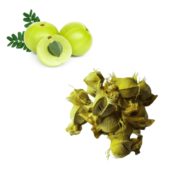 Buy Amla Seeds For Sale Online - Rare Exotic Fruit UK – Exotic Fruits