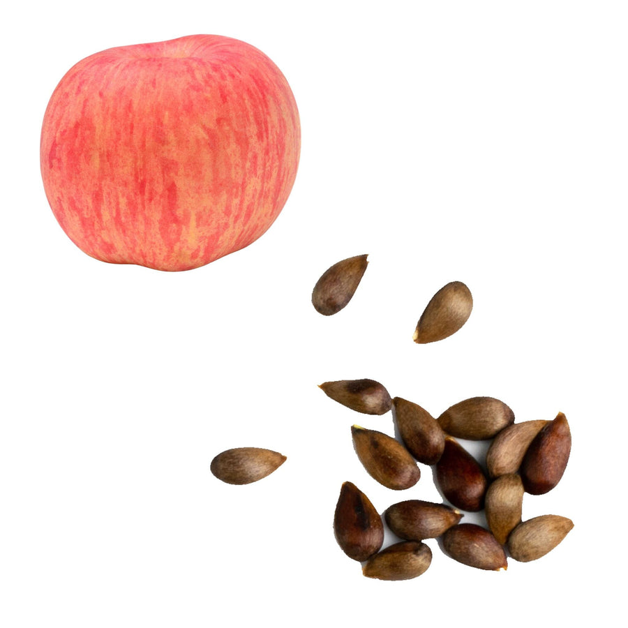 Seeds – Exotic Fruits