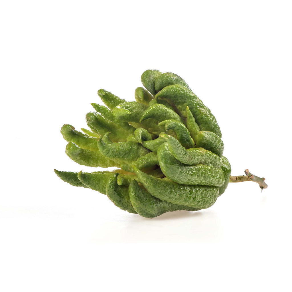 Buy Buddha's Hand For Sale Online Now - Rare Exotic Fruits UK Delivery