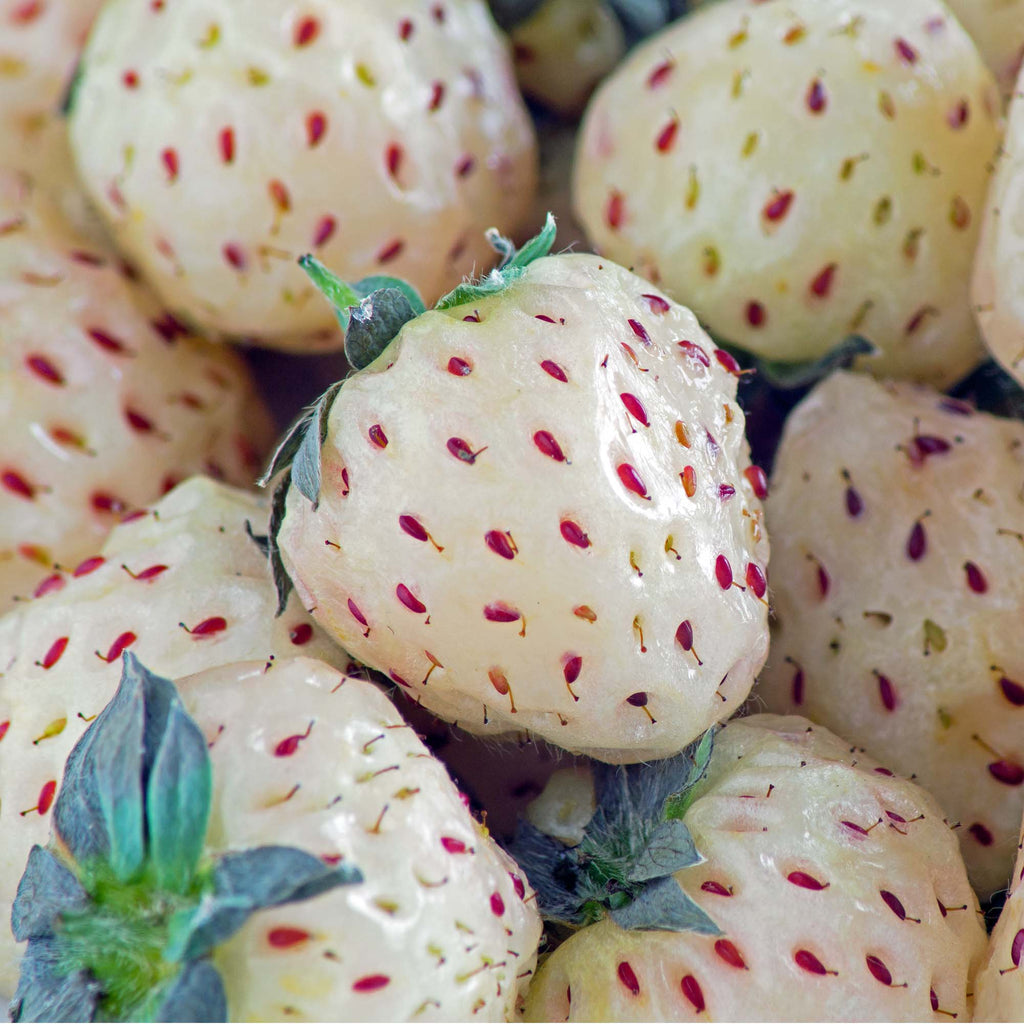 Buy Pineberry Online Now Rare Exotic Fruit UK Delivery – Exotic Fruits